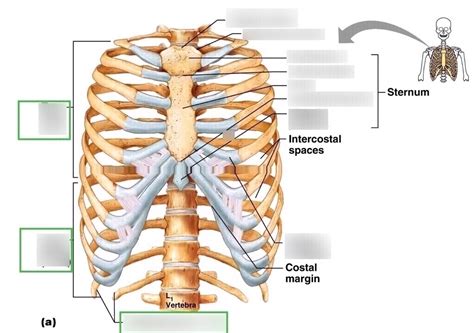 Sternum And Ribs Diagram Quizlet