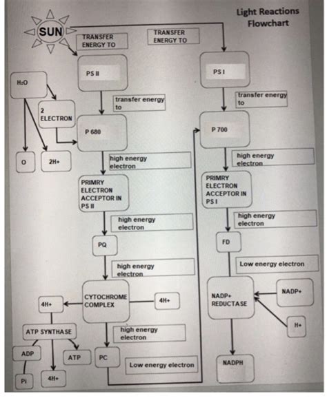 Solved E Explain How This Process Produces Atp B Trace