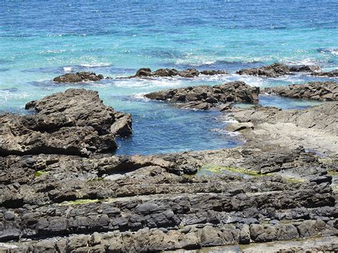 Carrickalingas Underwater And Coastal Wildlife Naturally South Australia