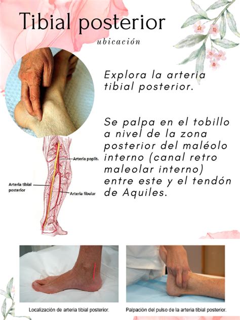 Pulso Tibial Posterior Pdf
