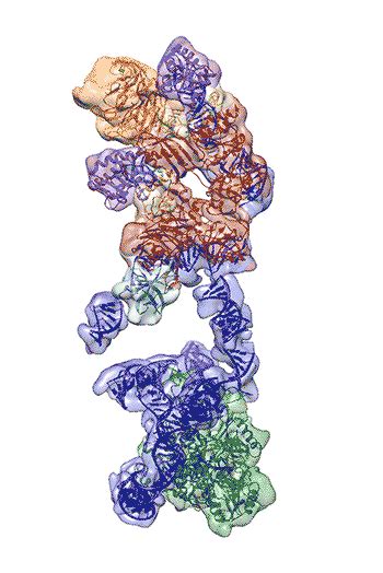 Cryo Em Reveals Structure Of Human Telomerase Biosciences Area Biosciences Area