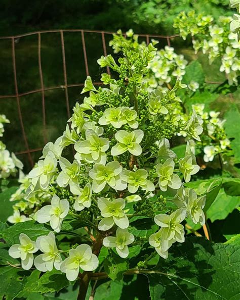 Hydrangea Quercifolia Sikes Dwarf
