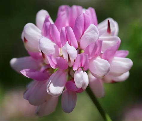 Crown Vetch Coronilla Varia Seeds