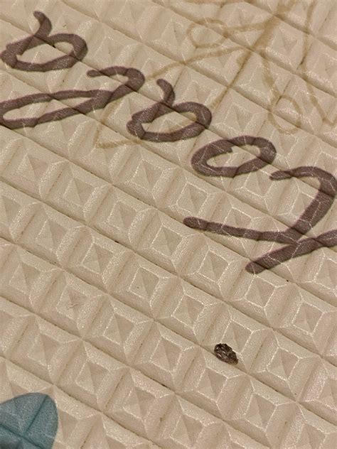 Is This A Bed Bug Carcass Rbedbugs