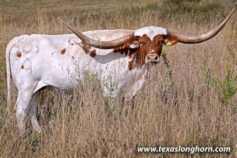 Texas Longhorn Cattle Historical Reference Dickinson Cattle Co