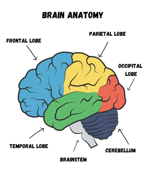 Brain Anatomy Postereducational Print Classroom Poster Anatomy Print
