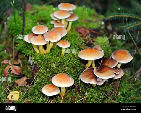 Honey Fungus Growing On A Mossy Tree Stump Is Stewed Or Cooked Edible But Raw Poisonous Stock