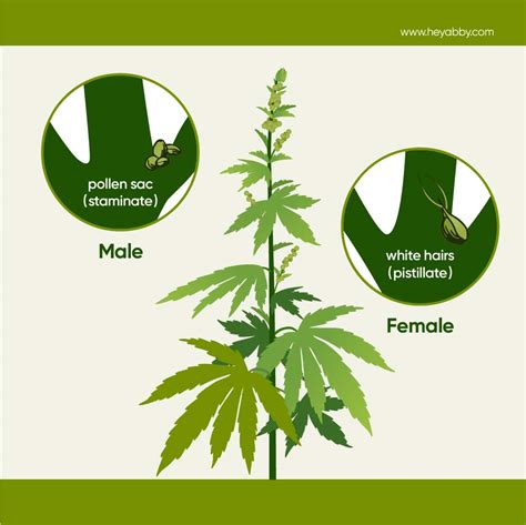 Female Weed Plant