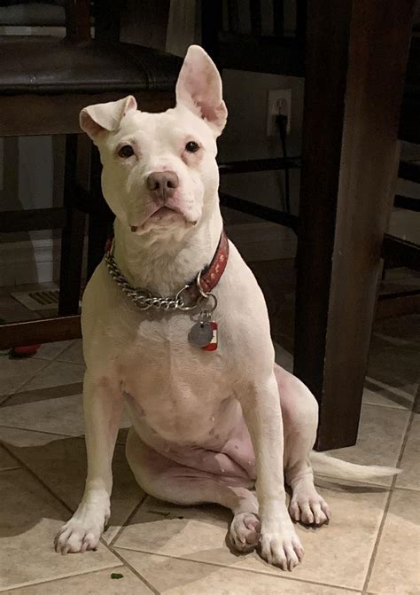 My Itty Bitty Pritty Pitty R Velvethippos