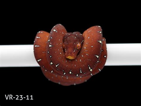 Green Tree Python Breeding Projects Viridispython