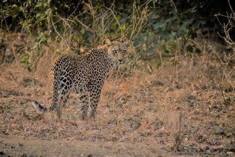 Working Together To Improve The Post 2020 Global Biodiversity Framework