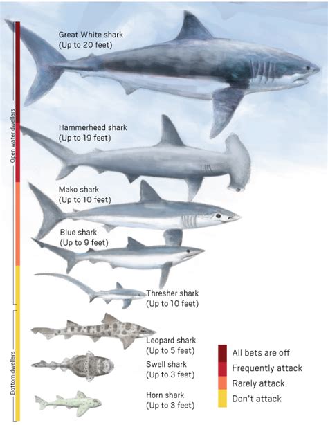 Shark Attacks And The Truth About Sharks Orange County Register