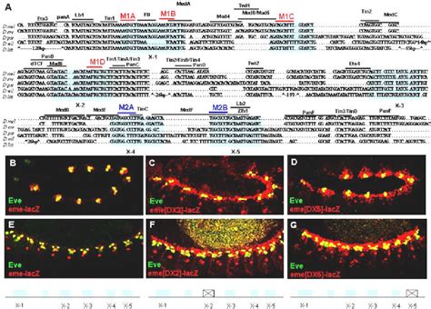 Figure 1 From Spatial Specificity Of Mesodermal Even Skipped Expression Relies On Multiple