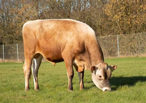Vj Adelgaard Domino Danka Djhb | Coloured Breeds | Dairy Sires | AI ...