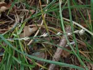 Grassland Sedge Carex Divulsa Care Guide Pests Diseases Watering