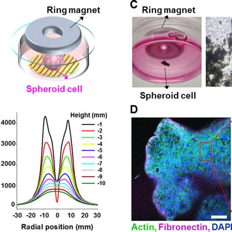 Scaffold Free Tissue Construction With 3d Sphere Architecture A Download Scientific Diagram