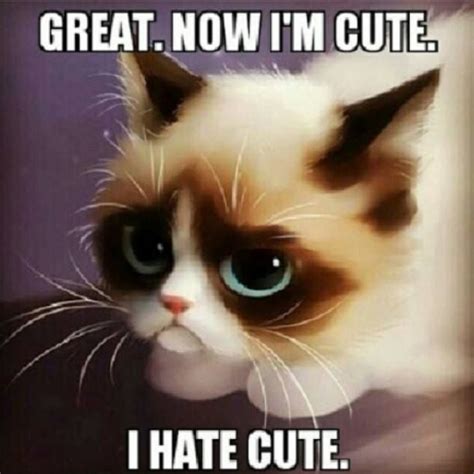 Uh Oh Cuteness Attack Grumpy Cat Grumpy Cat Humor Crazy Cats