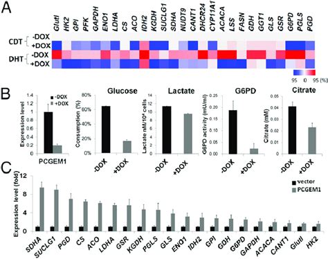 Metabolic Gene Regulation In Androgen Dependent And Independent