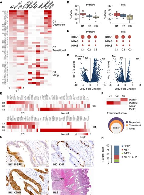Intratumor Heterogeneity In Kras Signaling Shapes Treatment Resistance Iscience