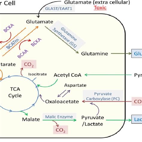 Flow Chart Of Glutamate Metabolic Pathways In Müller Cells The Scheme