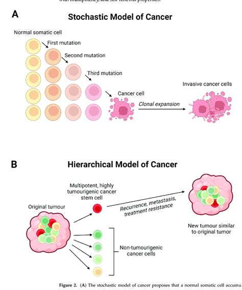 A The Stochastic Model Of Cancer Proposes That A Normal Somatic Cell
