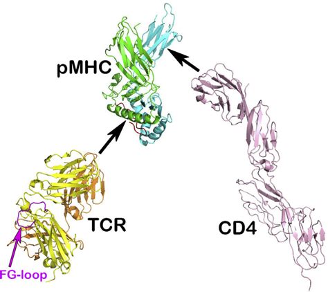 The Interactions Of Tcr And Its Co Receptor Cd4 To Pmhc The Mhc