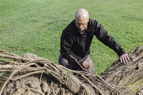 What Is Tree Risk And How Do You Measure It Urban Arbor