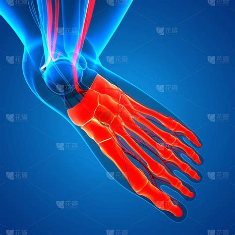 人体骨骼系统足骨关节解剖学