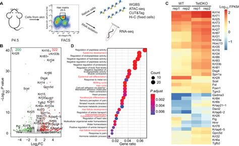 Dna Dioxygenases Tet2 3 Regulate Gene Promoter Accessibility And Chromatin Topology In Lineage