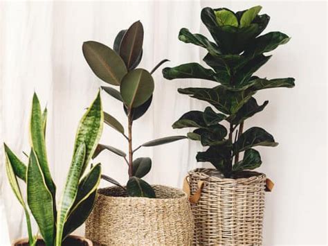 Top 10 Indoor Ficus Plants Complete Ficus Home Guide