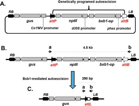 5 Plant Binary Vector Used In This Case Study A T Dna Structure Of Download Scientific
