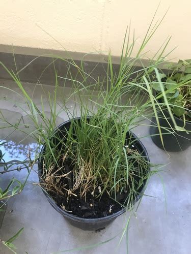 Weed Science Lab 1 Weeds Flashcards Quizlet