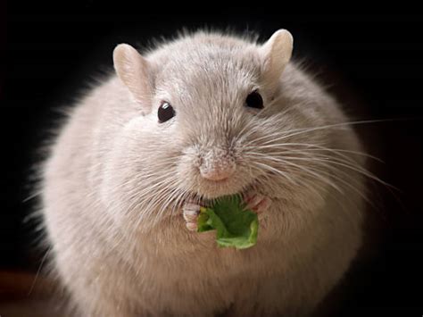 Fattest Mouse In The World