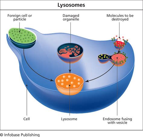 Diagram Of Lysosomes