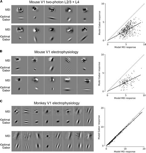 Heterogeneous Orientation Tuning In The Primary Visual Cortex Of Mice