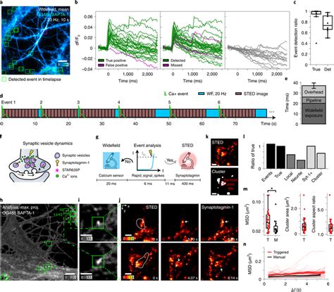 Neuronal Functional And Structural Imaging With Etsted A Mean Oregon