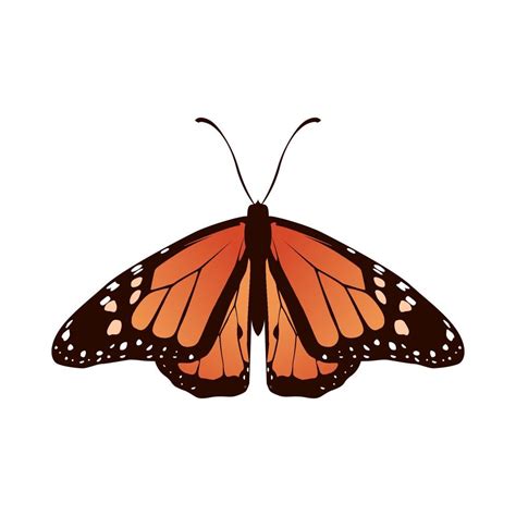 Collection Of Realistic Butterfly Vector Illustration Design 21918752