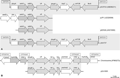 Staphylococcus Lentus Semantic Scholar