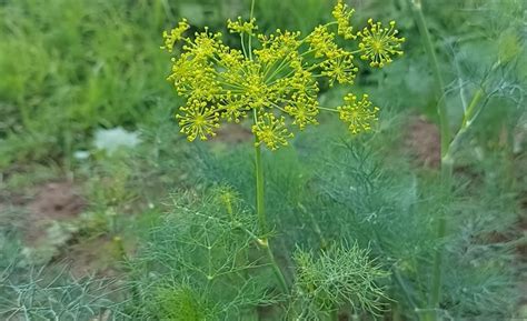 Semanare Marar Obtinerea Unei Tufe Bogate
