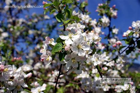 Честит празник Цветница Смолян днес Актуални новини от Смолян и региона