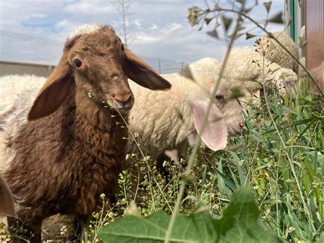 Raza Y Ganadería Ovina Assaf Santagonza Ovino Selecto