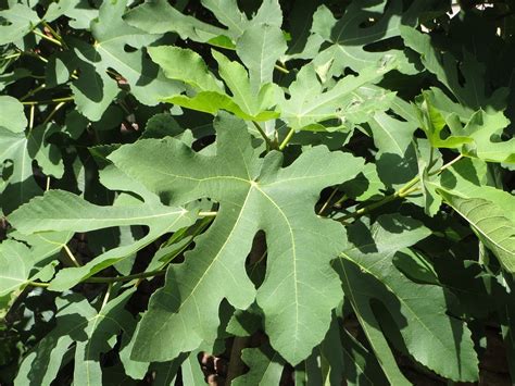 Ficus Carica Common Fig · Free Photo On Pixabay