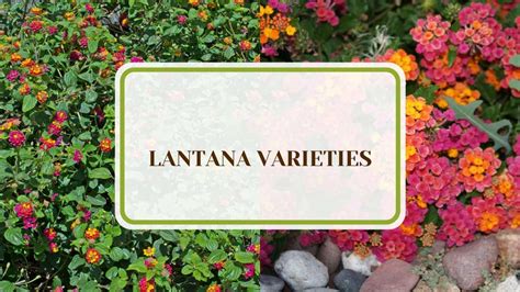 20 Lantana Varieties And Types To Make A Spectacular Garden Plant America