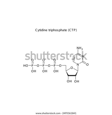 Cytidine Triphosphate Ctp Skeletal Structure Schematic Stock Vector Royalty Free 2495361841