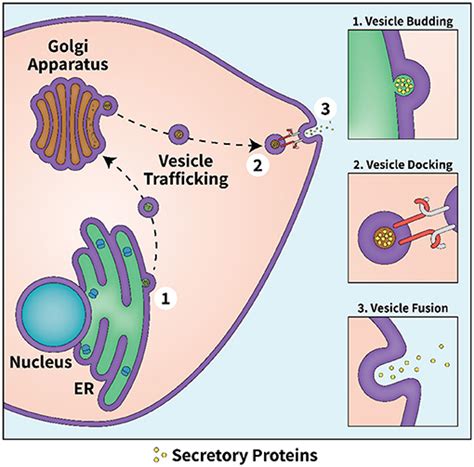 The Pathway Of Secretory Proteins