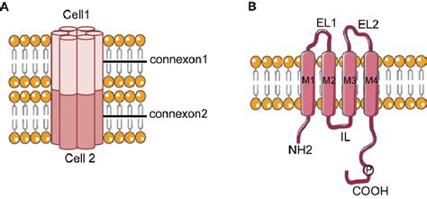 Gap Junction Diagram