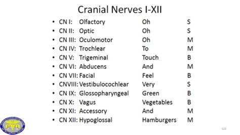 Cranial Nerves Flashcards Quizlet