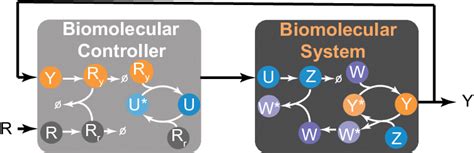 Feedback Control System Closed Loop System Between The Biomolecular Download Scientific