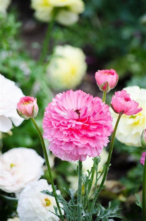 Beautiful Bunch Lovely Pink Ranunculus Or Buttercup Flowers In A Spring