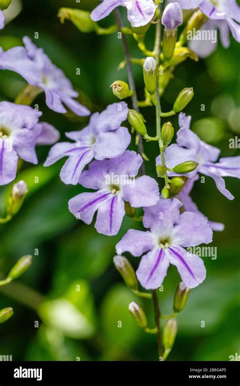 Duranta Erecta Or Skyflower Purple Flowering Vine Bali Indonesia